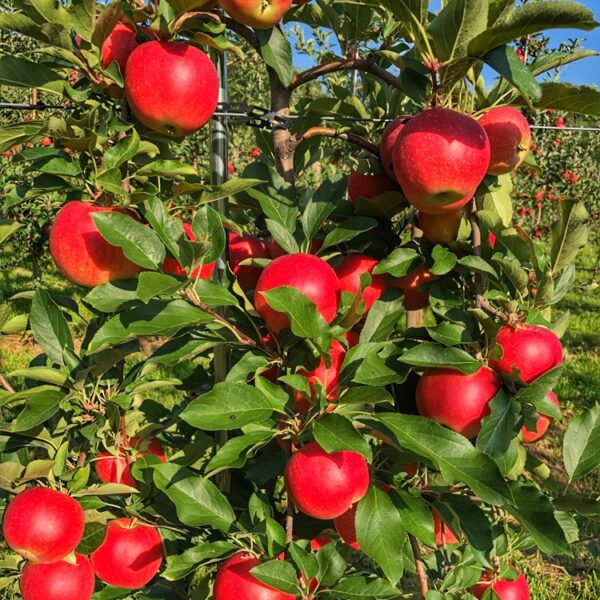 Complete Guide For How To Pick Apples | Apple Picking Maryland