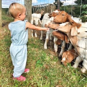 The 12 Best Things To Do At Gaver Farm | Mt Airy Maryland