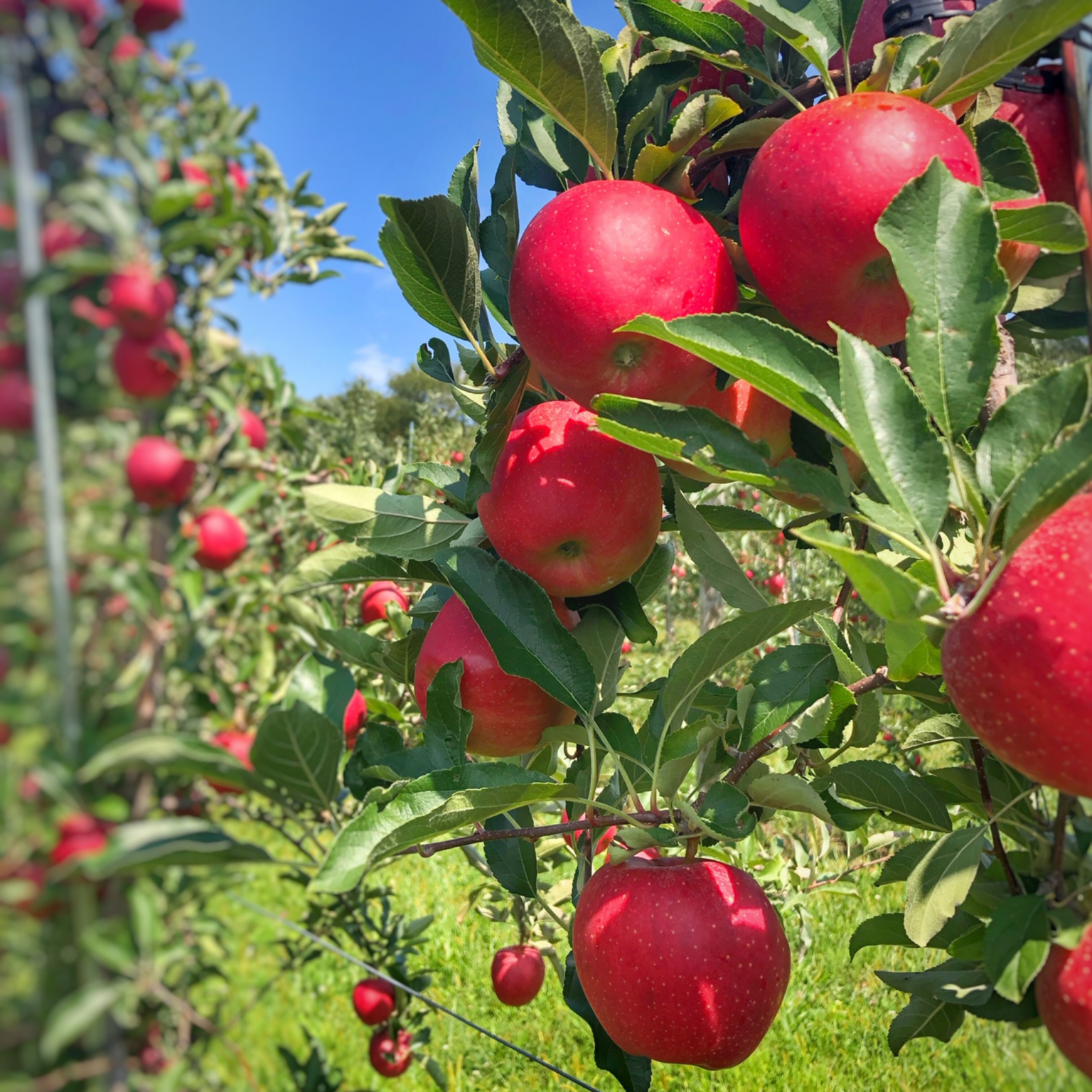 Gaver Farm - Mt. Airy MD | Pick Your Own Apples & Pumpkins
